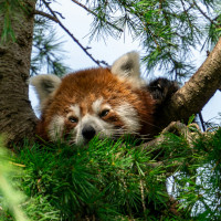 20x leuke dierentuinen in Nederland